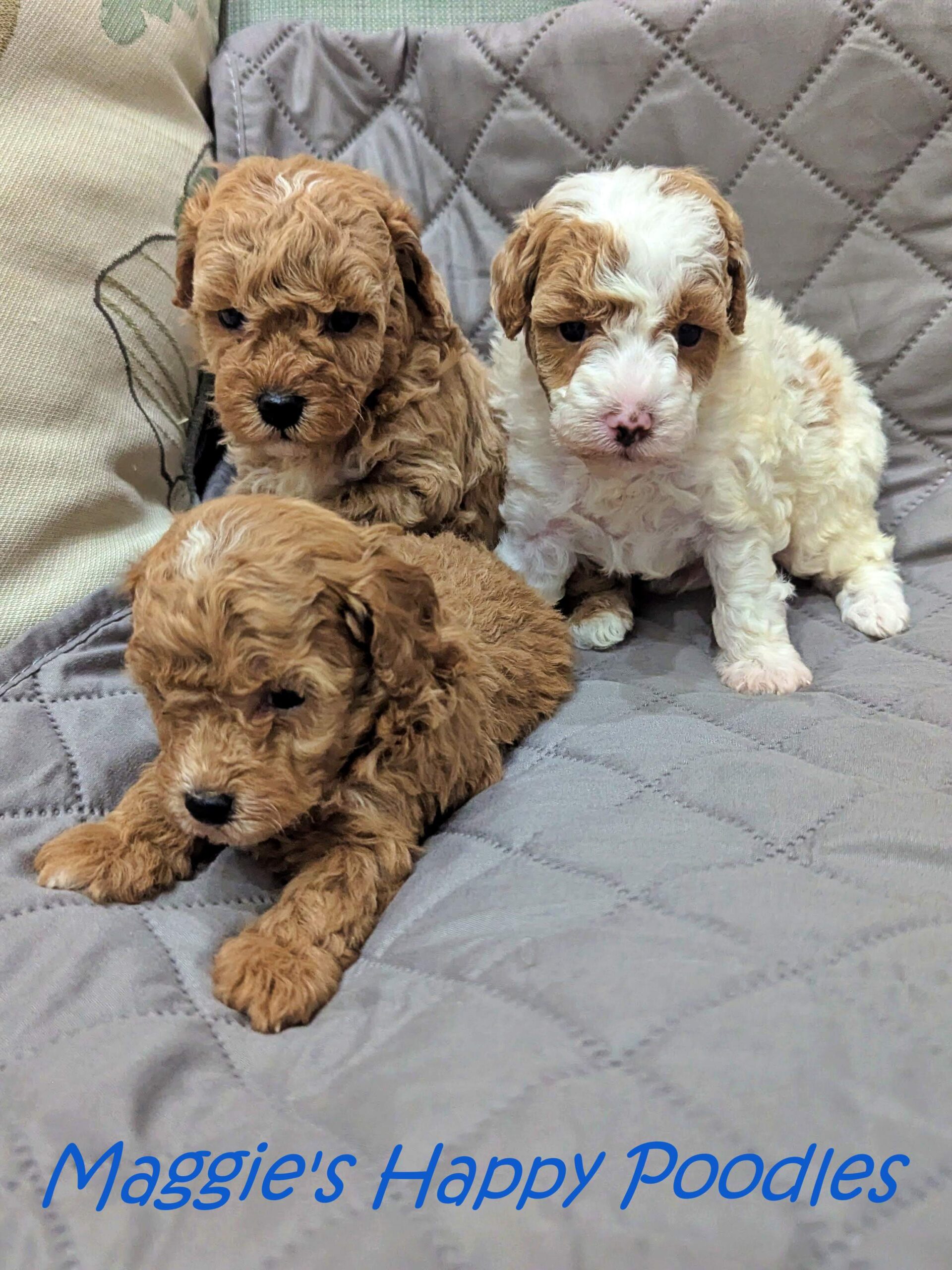 AKC Toy Poodle Puppies NJ - Toy and Miniature Poodle Puppies